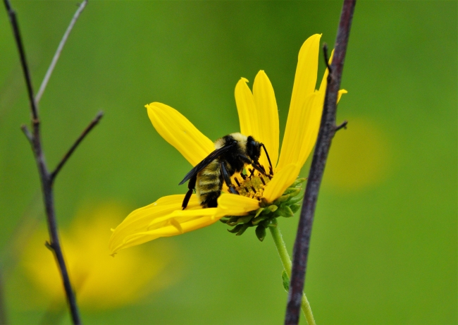 Bumble bee on swamp sunflower | FWS.gov