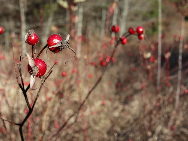 Bog rose hips | FWS.gov