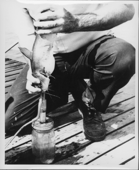 Obtaining a Stomach Sample from a Channel Catfish c. 1976 | FWS.gov