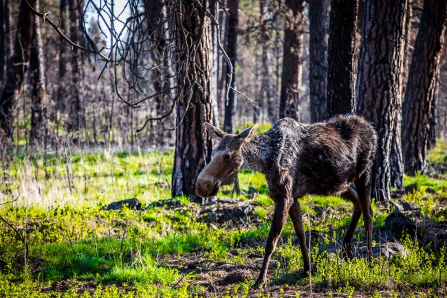 Turnbull NWR - Moose Near Wheeler Pond | FWS.gov