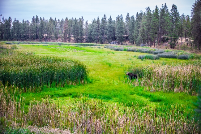 Turnbull NWR - Cow Moose in Wetland | FWS.gov
