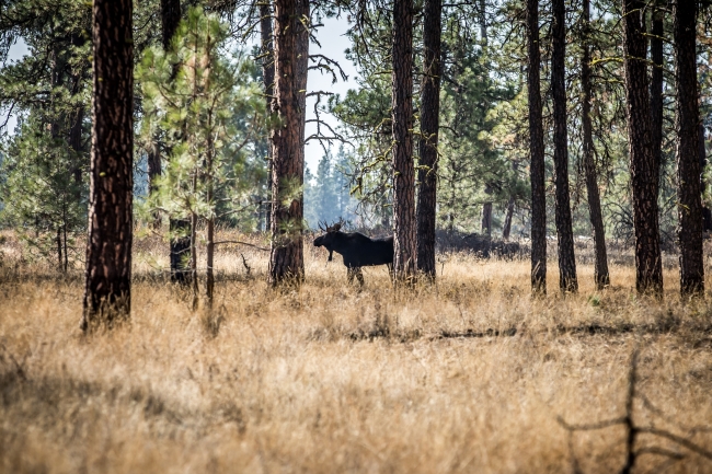 Turnbull NWR - Moose in the Pines | FWS.gov