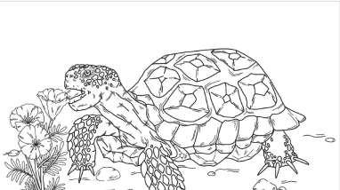 mojave desert coloring page
