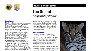 Ocelot (Leopardus pardalis) | FWS.gov
