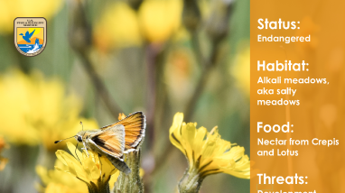 Carson wandering skipper | FWS.gov