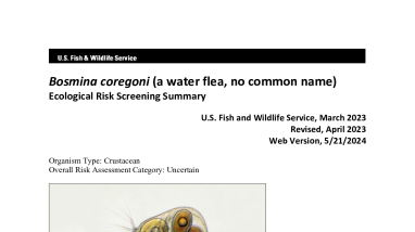 Ecological Risk Screening Summary - Bosmina coregoni (a water flea, no ...