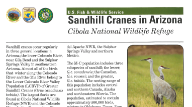 sandhill crane range
