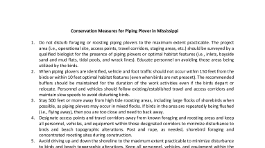 Piping Plover BMPs Mississippi | FWS.gov