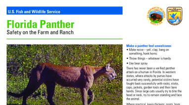 Florida Panther Farm Ranch Safety Fact Sheet | FWS.gov