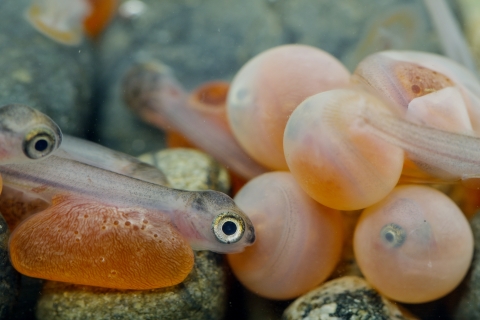 Coho Salmon Eggs & Alevin | FWS.gov