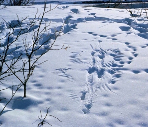Snow Tracks | U.S. Fish & Wildlife Service