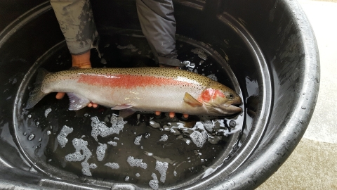Steelhead kelt at Winthrop National Fish Hatchery | FWS.gov