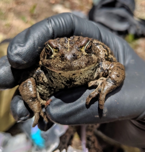 Boreal Toad Recovery | U.S. Fish & Wildlife Service