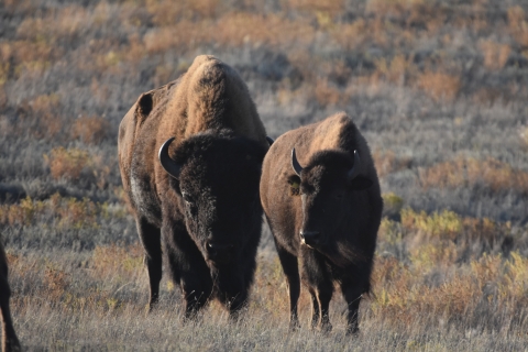 Bison adult with juvenile at Rio Mora NWR | FWS.gov