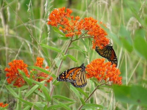 The Kaleidoscope of Monarch Migration | U.S. Fish & Wildlife Service