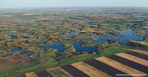 North Dakota Prairie Pothole Region | FWS.gov
