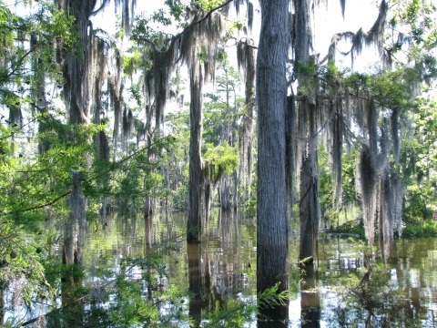A bald cypress swamp at Overflow Refuge | FWS.gov