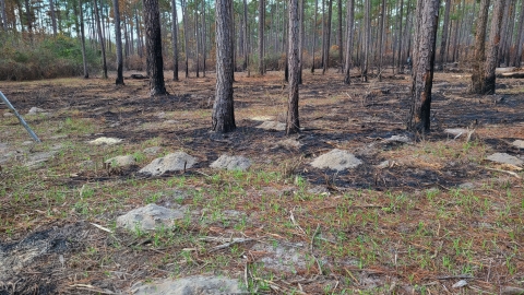 Baird's Pocket Gopher Holes | FWS.gov
