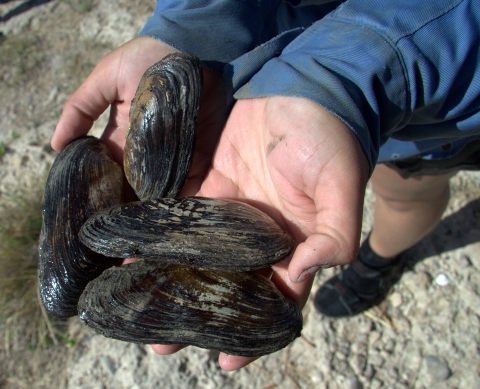 Which Texas Mussel Are You? | U.S. Fish & Wildlife Service
