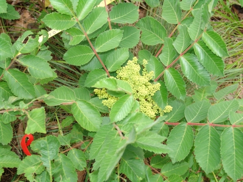 Rhus-michauxii-Dwarf-sumac-Mincy-Moffett-July2022.JPG | FWS.gov