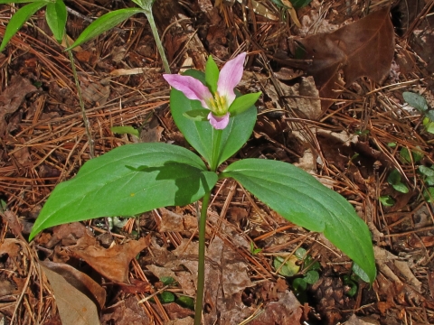 Trillium-persistens-pink-Alan-Cressler.jpg | FWS.gov