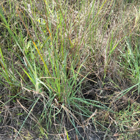 Florida pineland crabgrass | FWS.gov