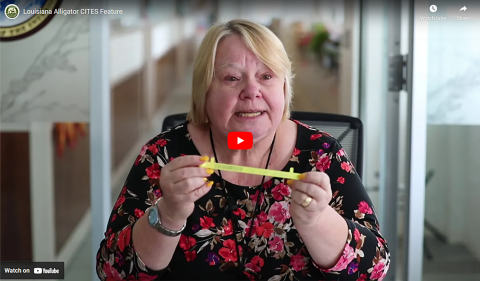 What Happens to Species on CITES Appendix II? See: American Alligator ...