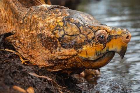 Suwannee Alligator Snapping Turtle | FWS.gov