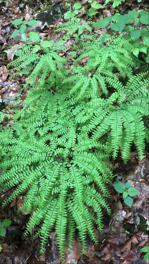 Maiden hair ferns.jpg | FWS.gov