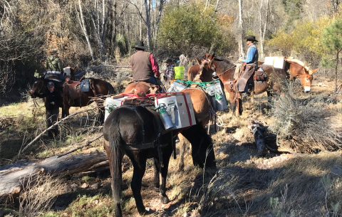 Stocking Fish by Mule Train | U.S. Fish & Wildlife Service