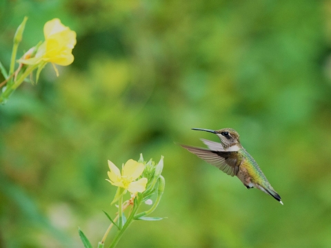 Bird Pollinators | U.S. Fish & Wildlife Service