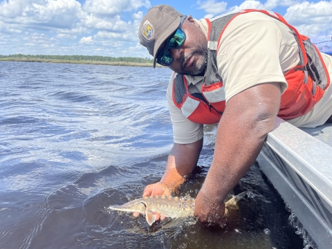 Searching for Sturgeon in the St. Marys River, FL/GA | U.S. Fish ...