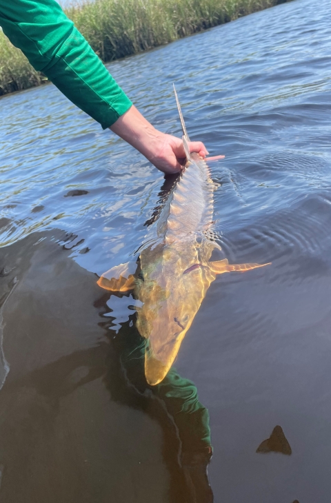 Searching for Sturgeon in the St. Marys River, FL/GA | U.S. Fish ...