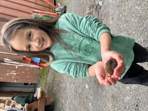 pacific wren-MAPS-Kodiak-Strand | FWS.gov