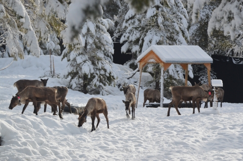 Southern Mountain Caribou Make a Comeback | U.S. Fish & Wildlife Service