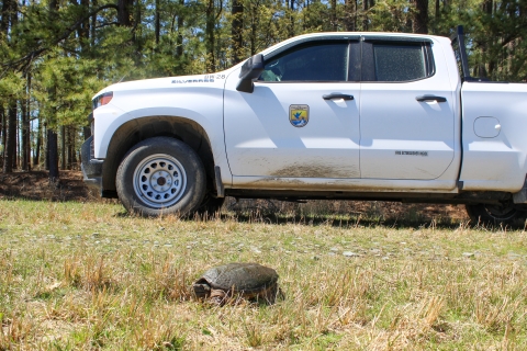 Snapping turtle along side of government vehicle | FWS.gov