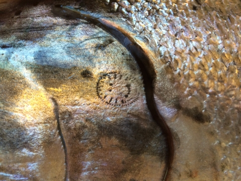 Pacific lamprey bite scar on salmon | FWS.gov