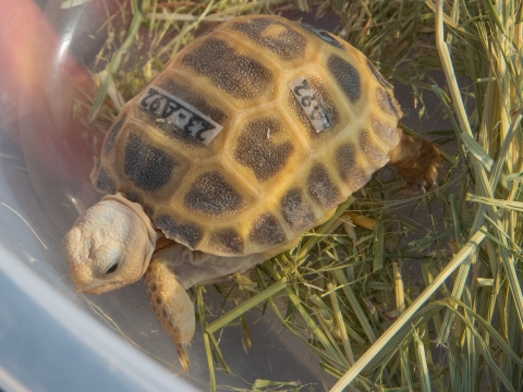 How Gertie the Bolson Tortoise Led Her Species to Recovery: Part One ...
