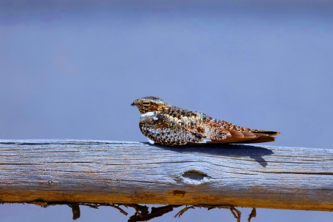 World Migratory Bird Day 2024 | U.S. Fish & Wildlife Service