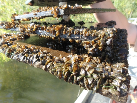 Importance of Investments in Prevention | U.S. Fish & Wildlife Service