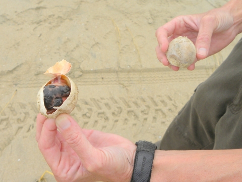 Dead loggerhead sea turtle embryo | FWS.gov