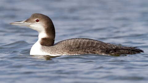 Common Loon | FWS.gov