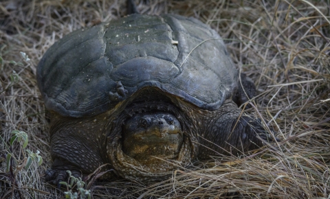 Common Snapping Turtle | FWS.gov