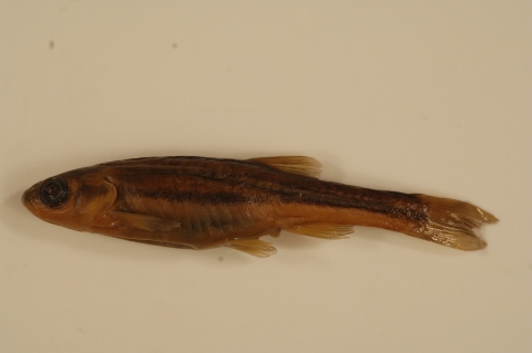 Chrosomus eos | FWS.gov