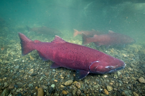 Klamath Basin Restoration: Bipartisan Infrastructure Law Projects | U.S. Fish & Wildlife Service