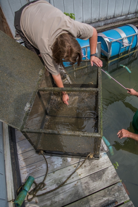 Fish and Wildlife Service employee checking floating mussel cages at ...