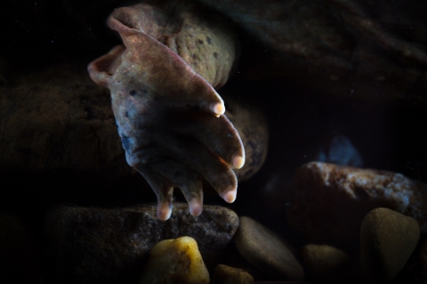 Hellbender | FWS.gov