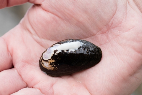 Freshwater mussel with PIT tag | FWS.gov