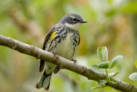 Forests For Wildlife | U.S. Fish & Wildlife Service