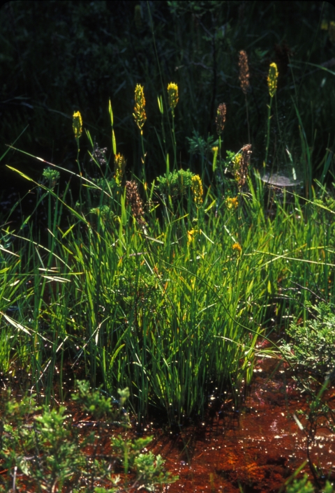 Bog habitat | FWS.gov